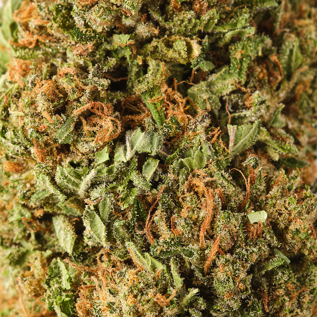 Octane 98 / CBD Flower / USA Greenhouse – Strain Station